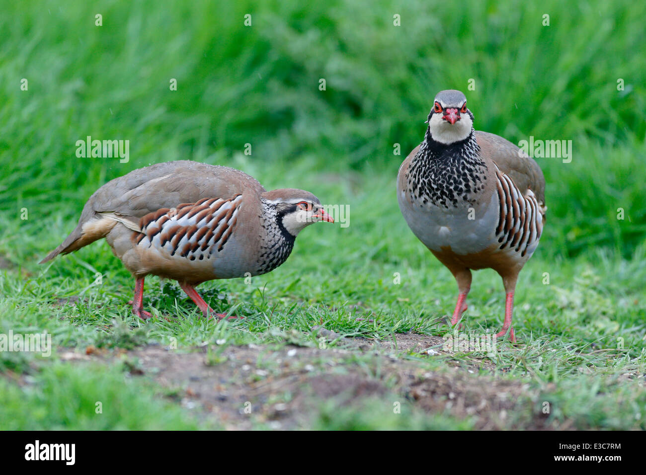 Red-legged partridge, Alectoris rufa, two birds on grass, Warwickshire ...