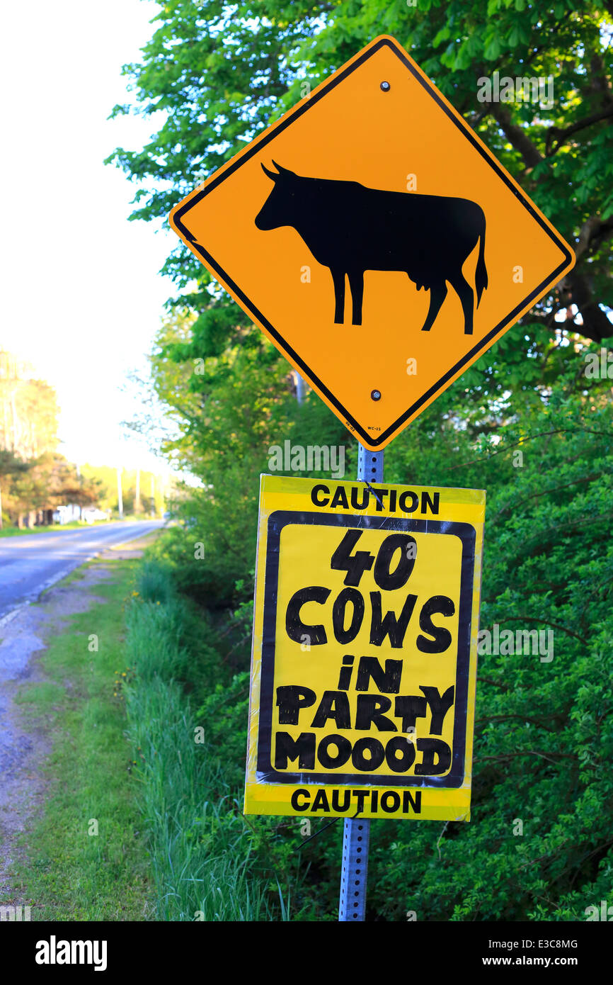 A funny road sign that says caution 40 cows in a party moood Stock ...