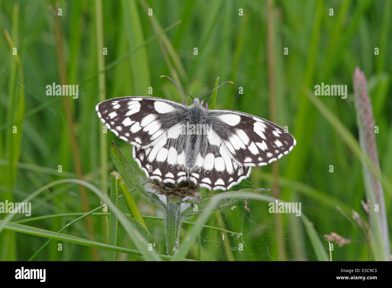 Marbled white Butterfly Stock Photo - Alamy