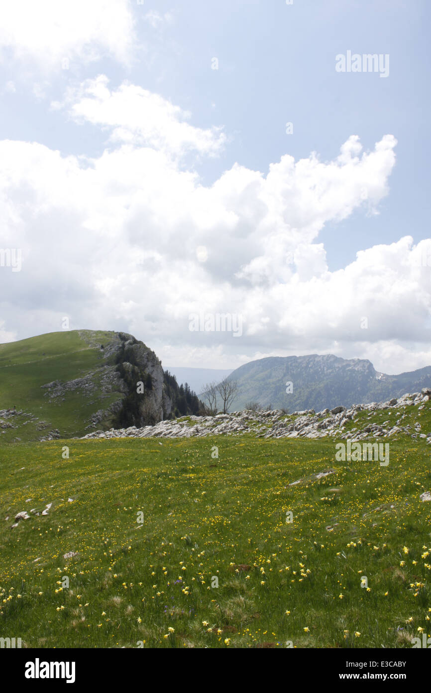 Chartreuse Charmant Som Stock Photo - Alamy