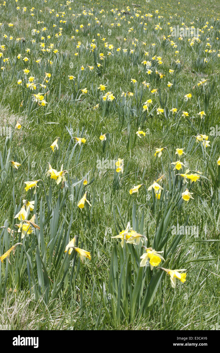 Chartreuse Charmant Som Stock Photo - Alamy
