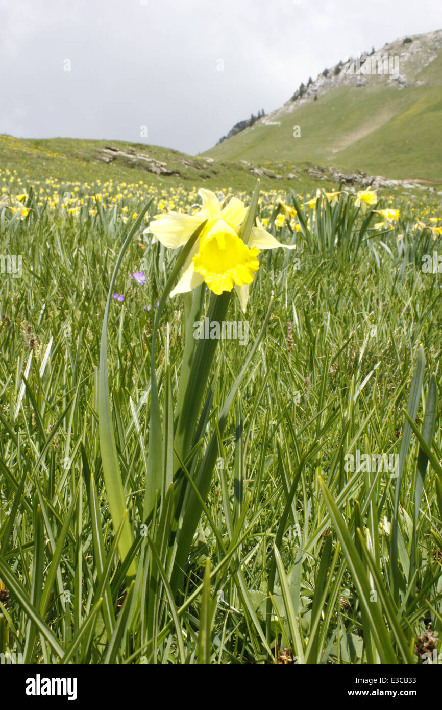 Chartreuse Charmant Som Stock Photo - Alamy