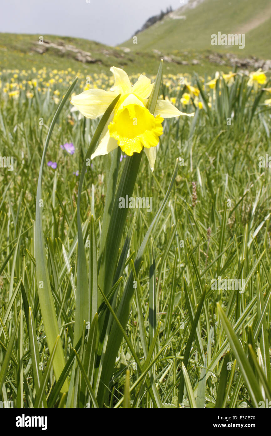 Chartreuse Charmant Som Stock Photo - Alamy