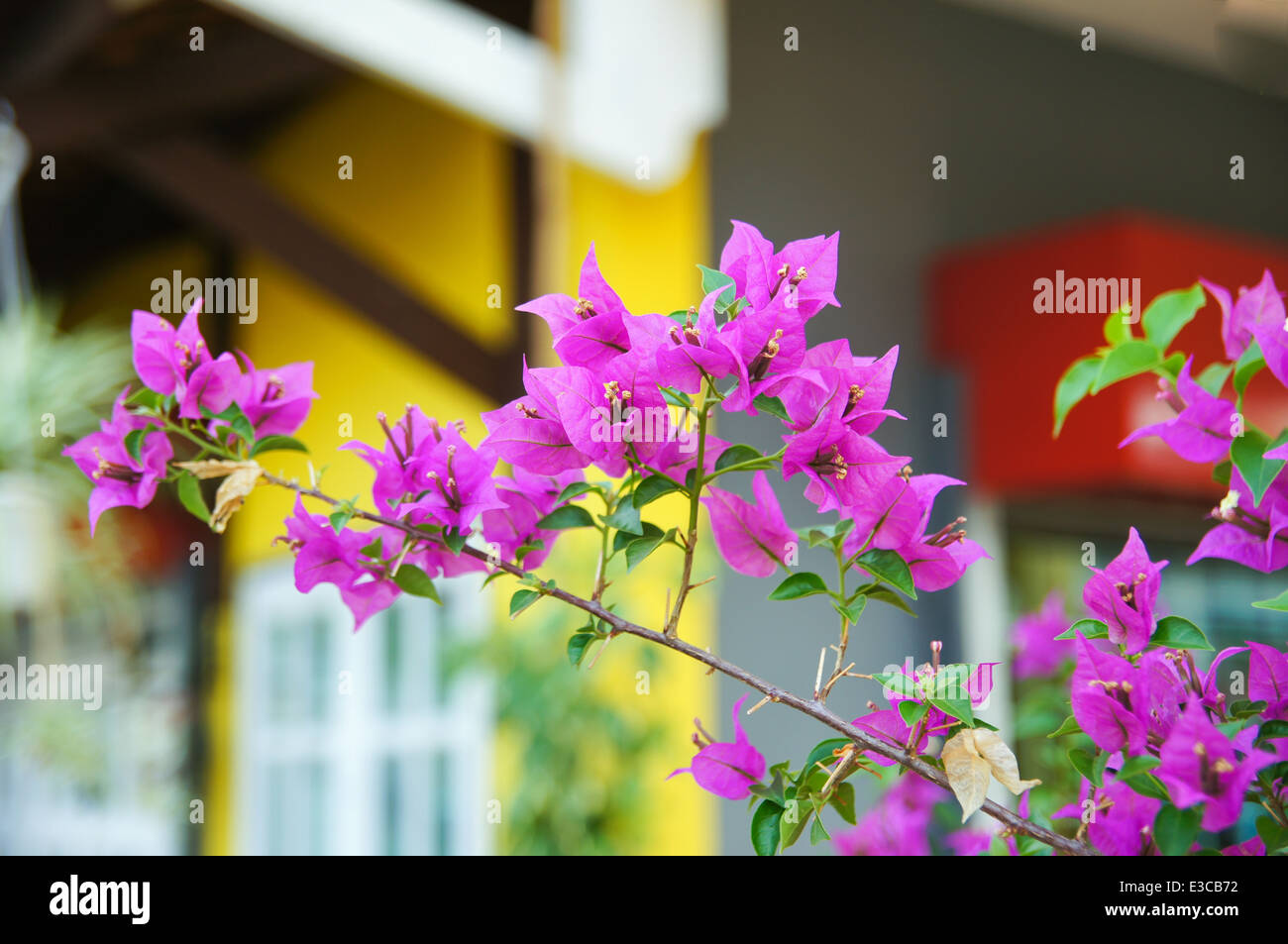 Curled Wing High Resolution Stock Photography and Images - Alamy