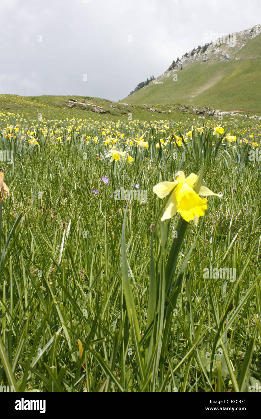 Chartreuse Charmant Som Stock Photo - Alamy