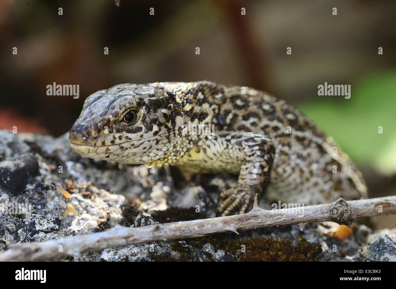 Sunning lizard hi-res stock photography and images - Alamy