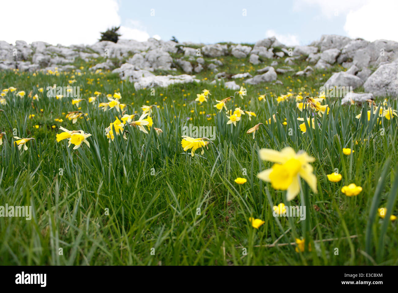 Chartreuse Charmant Som Stock Photo - Alamy