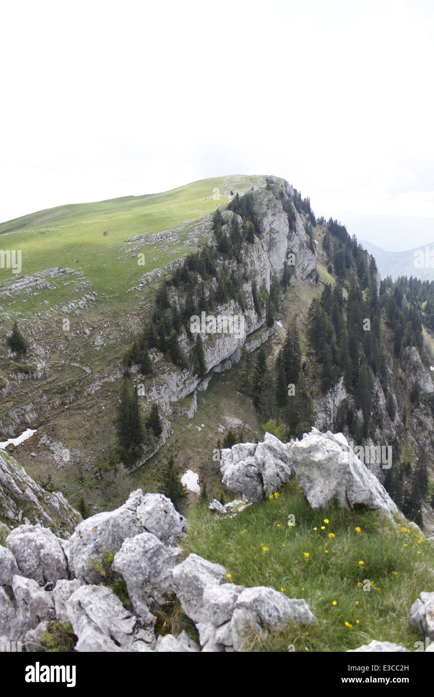 Chartreuse Charmant Som Stock Photo - Alamy