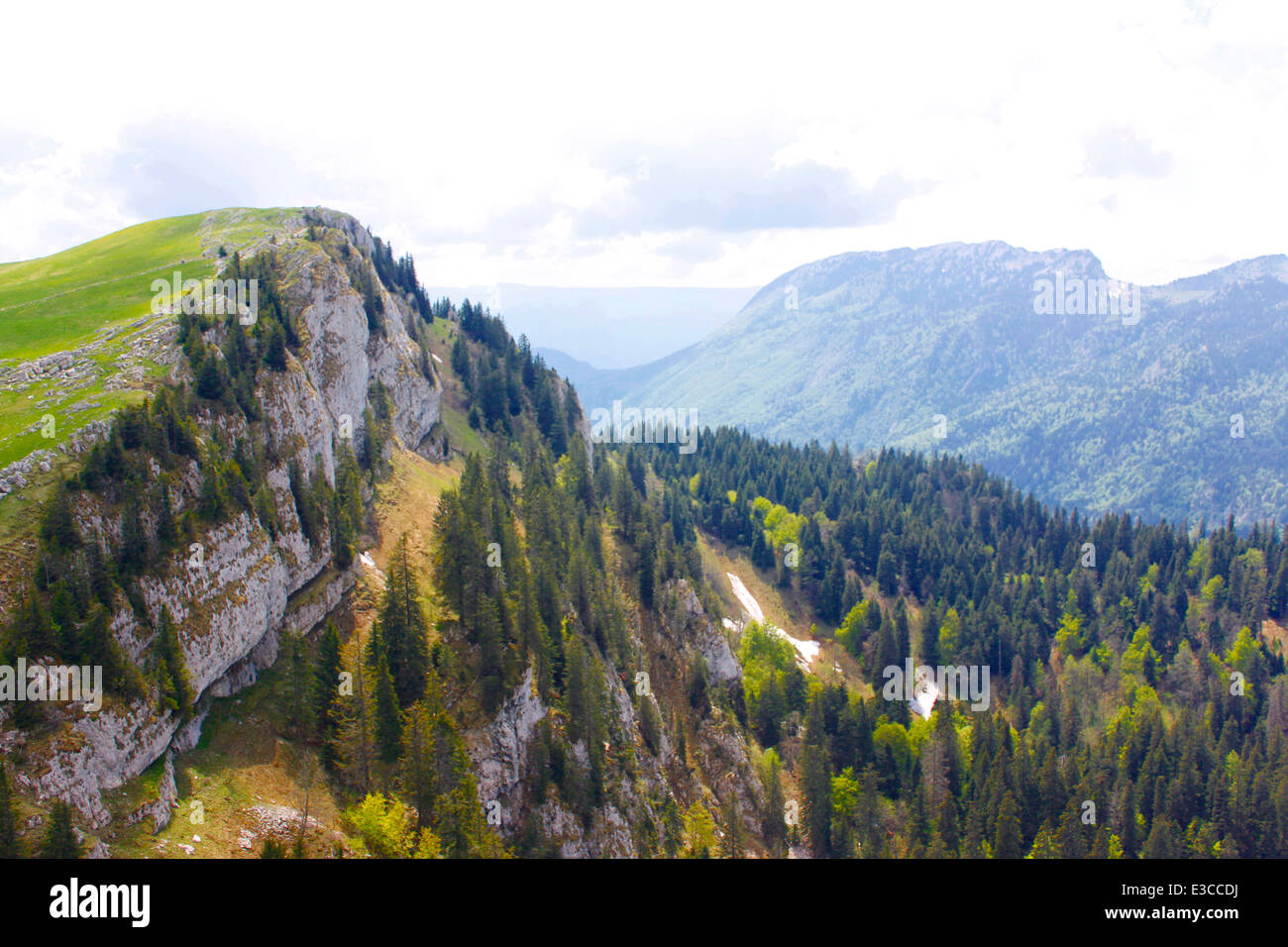 Chartreuse Charmant Som Stock Photo - Alamy