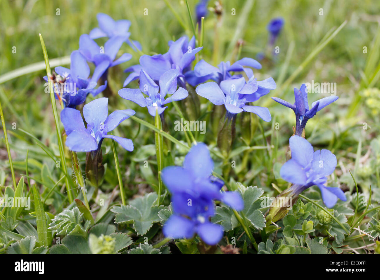 Chartreuse Charmant Som Stock Photo - Alamy