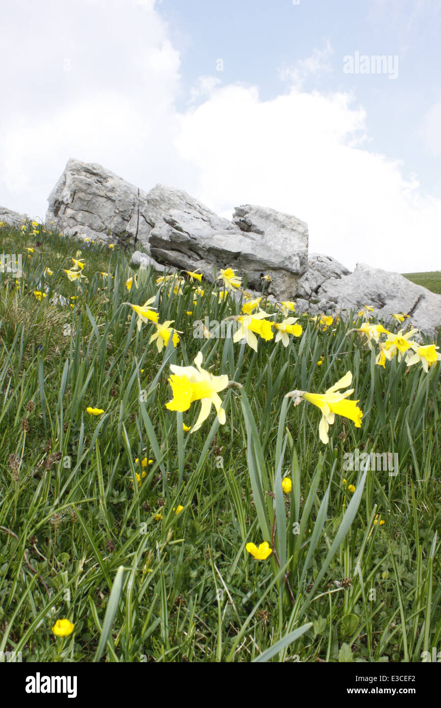 Chartreuse Charmant Som Stock Photo - Alamy