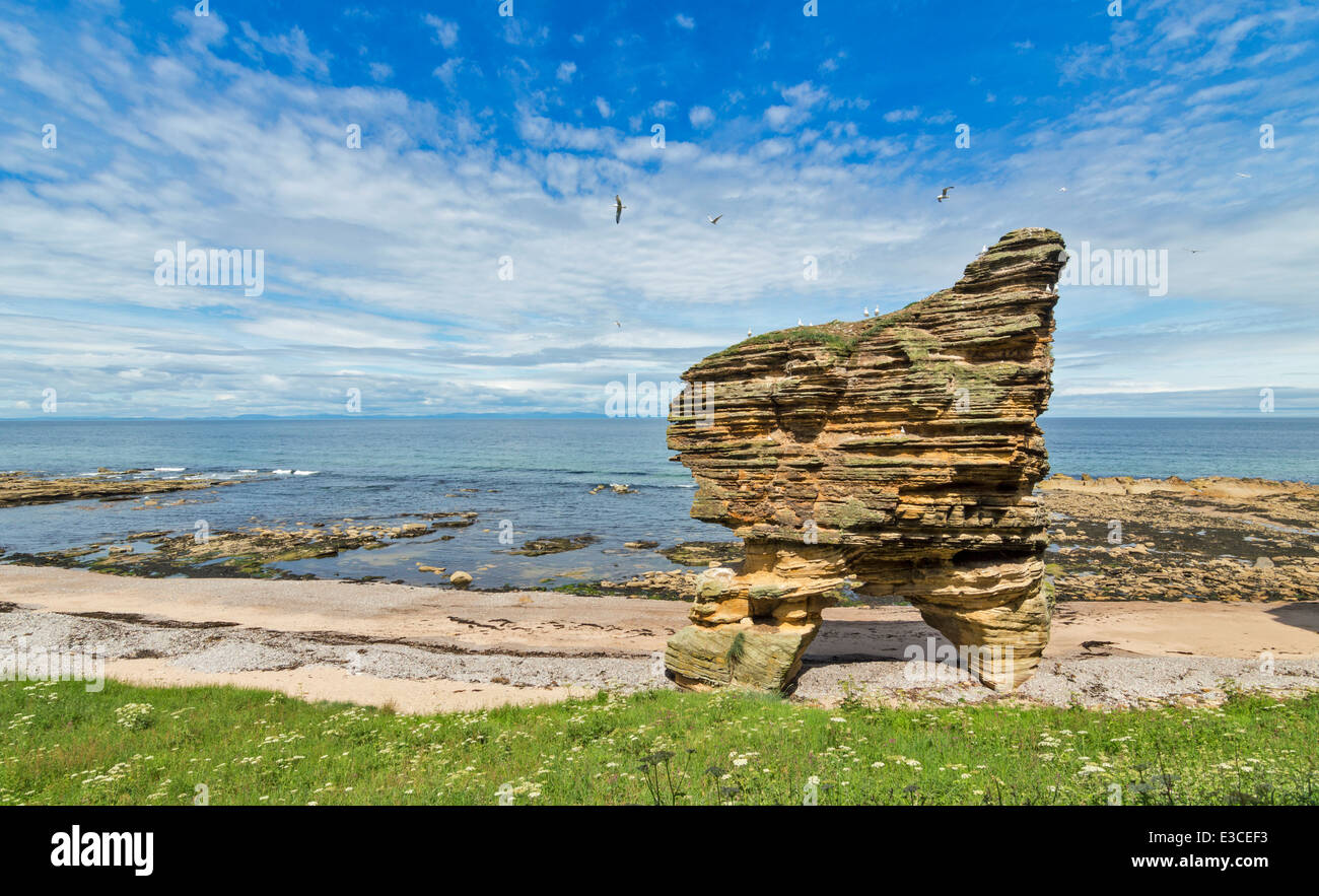 GIANT SANDSTONE SEA STACK NEAR HOPEMAN ON THE MORAY COAST TRAIL ...