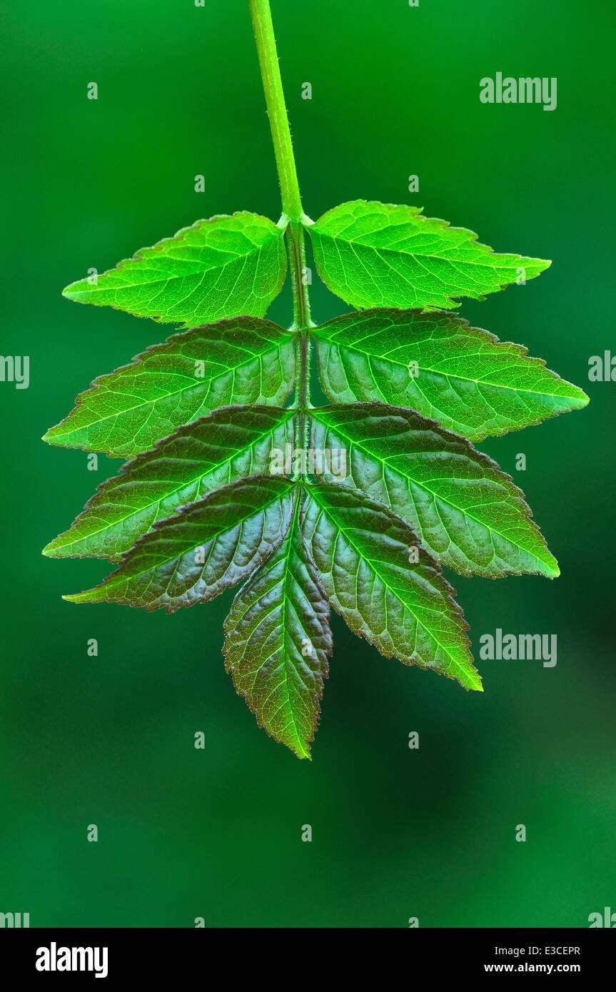 Ash tree leaf hi-res stock photography and images - Alamy