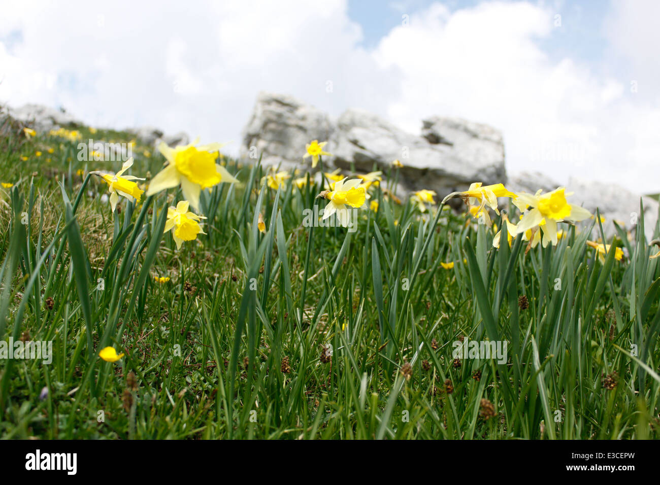 Chartreuse Charmant Som Stock Photo - Alamy
