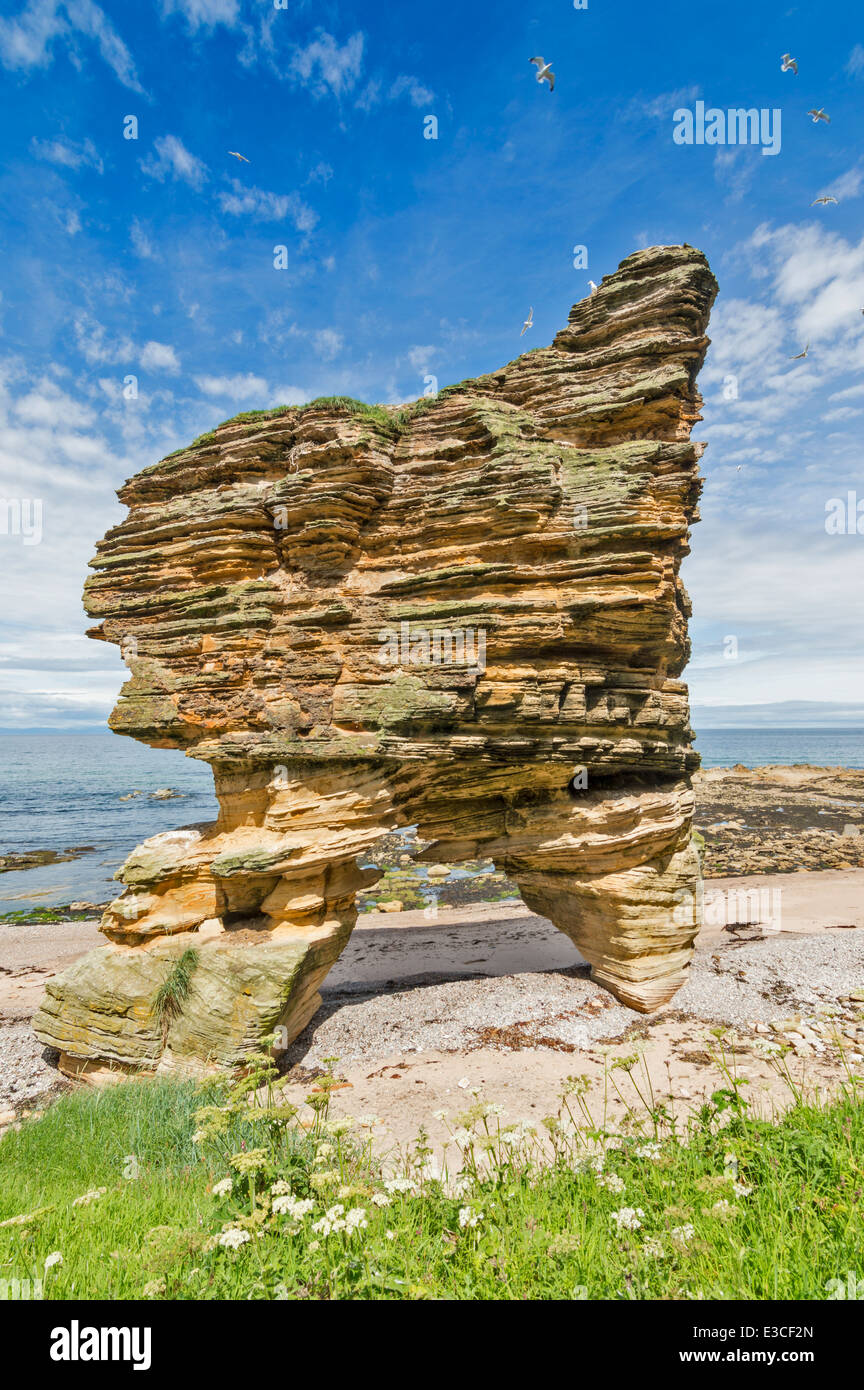 GIANT SEA STACK ON TWO LEGS ALONG THE MORAY COAST NEAR HOPEMAN SCOTLAND ...