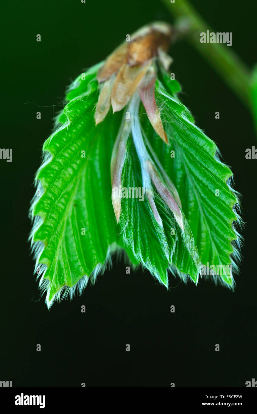 Beech tree fagus sylvatica leaf hi-res stock photography and images - Alamy