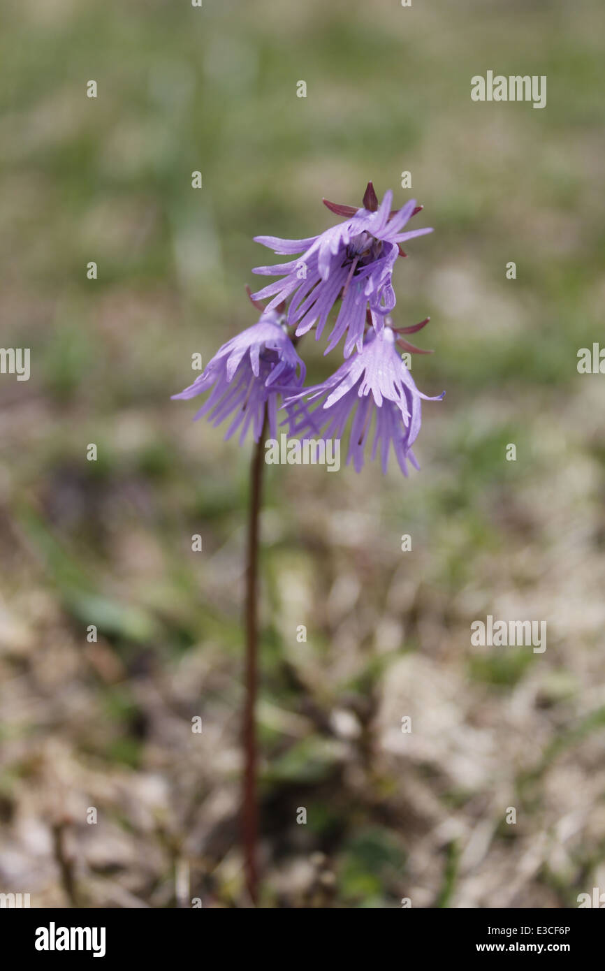 Chartreuse Charmant Som Stock Photo - Alamy