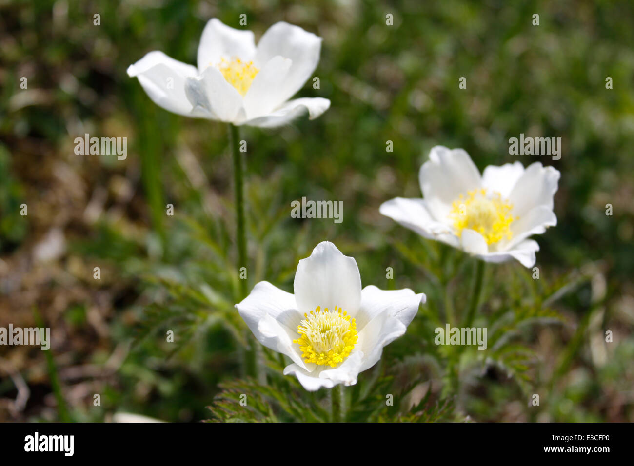 Chartreuse Charmant Som Stock Photo - Alamy