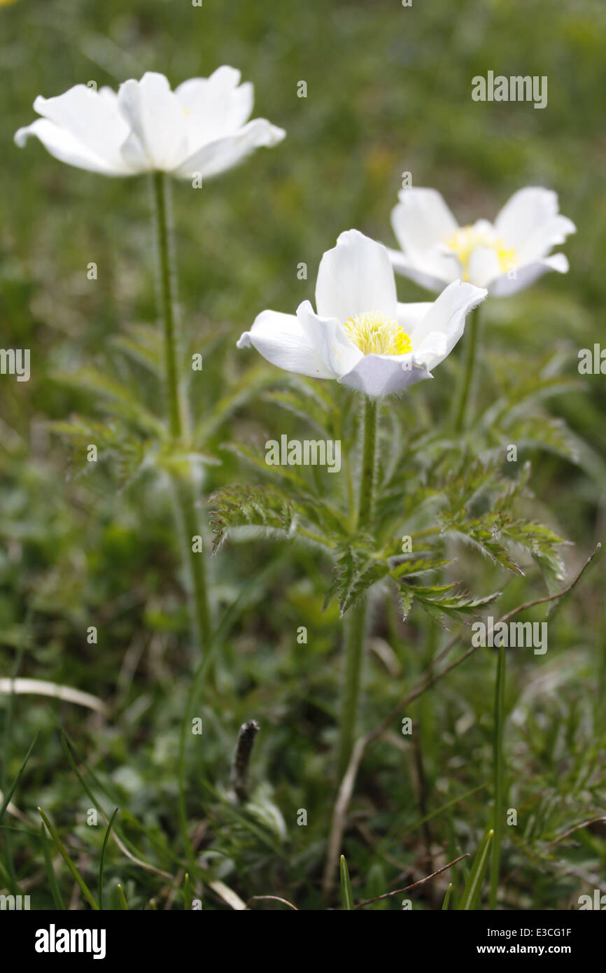Chartreuse Charmant Som Stock Photo - Alamy