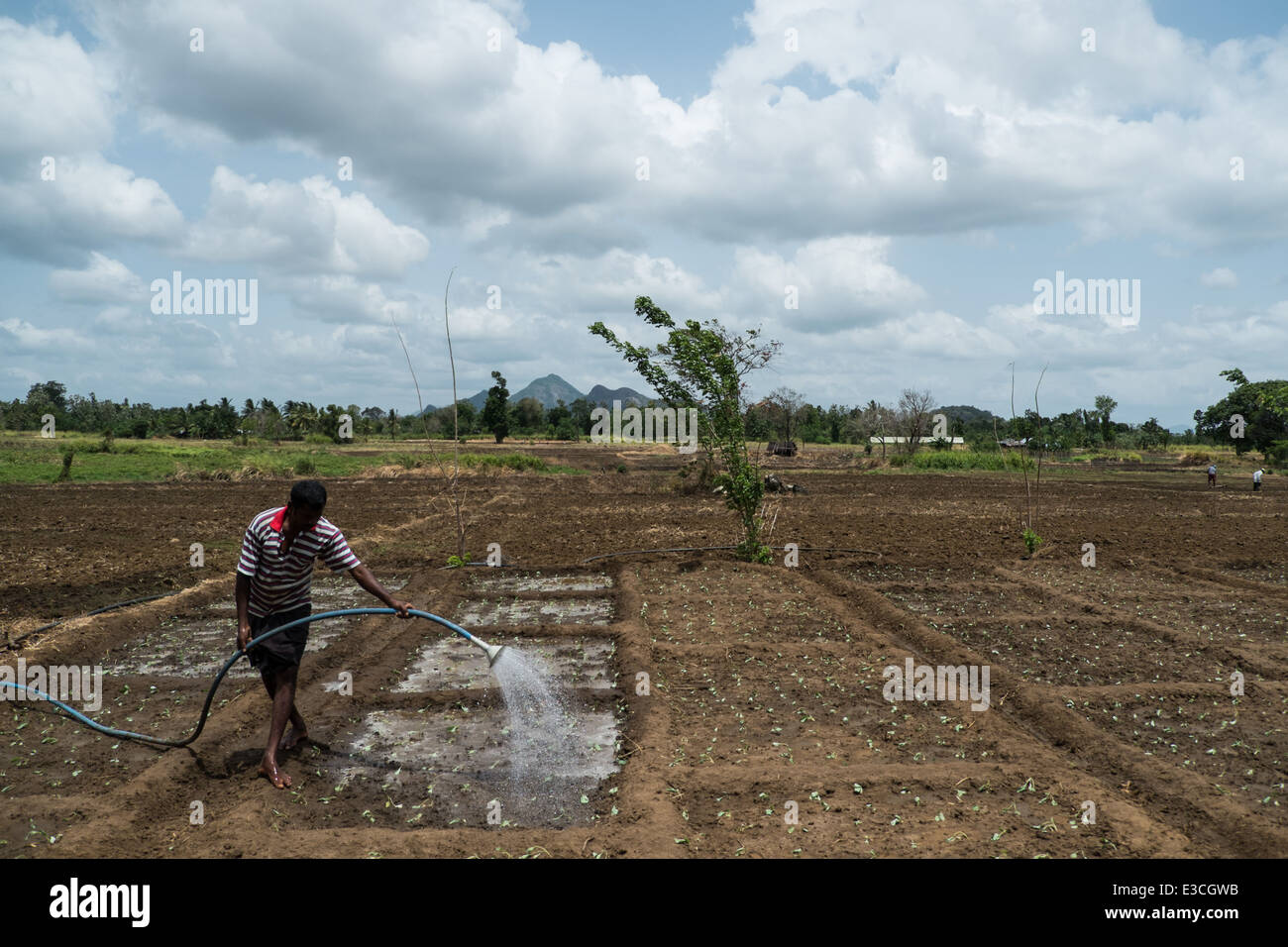 Watering the crops Stock Photo - Alamy