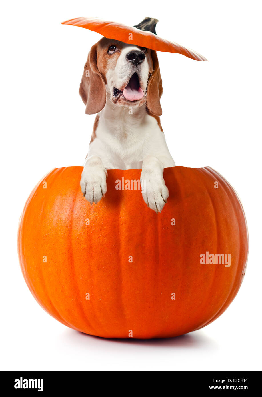 Open mouth halloween pumpkin hi-res stock photography and images - Alamy