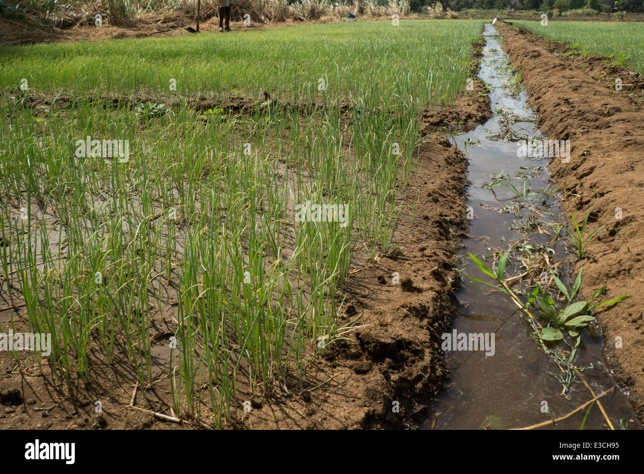 Watering an onion field Stock Photo - Alamy