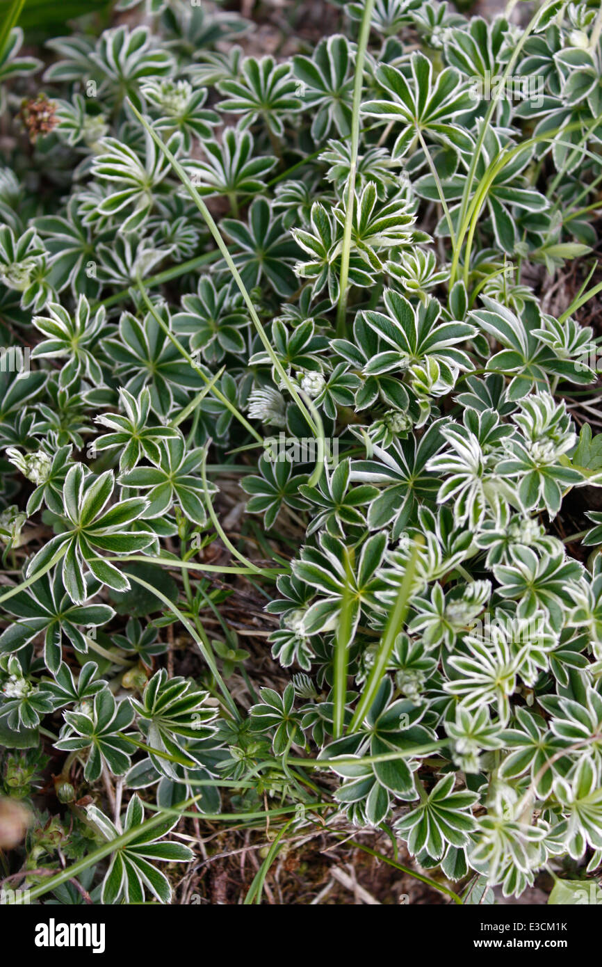 Chartreuse Charmant Som Stock Photo - Alamy