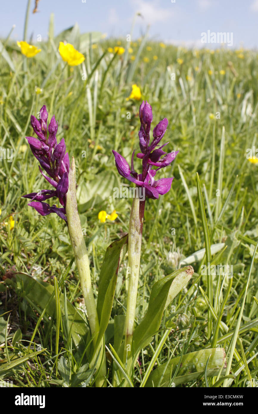 Chartreuse Charmant Som Stock Photo - Alamy