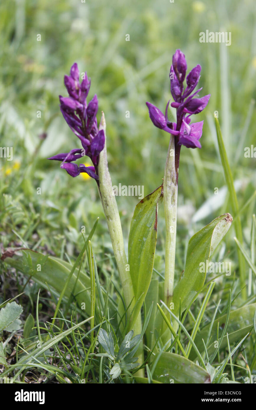 Chartreuse Charmant Som Stock Photo - Alamy