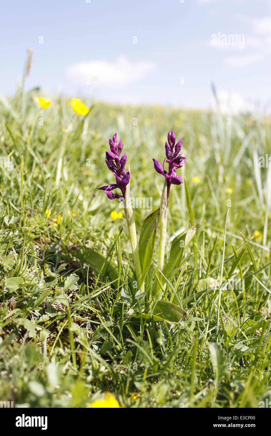Chartreuse Charmant Som Stock Photo - Alamy