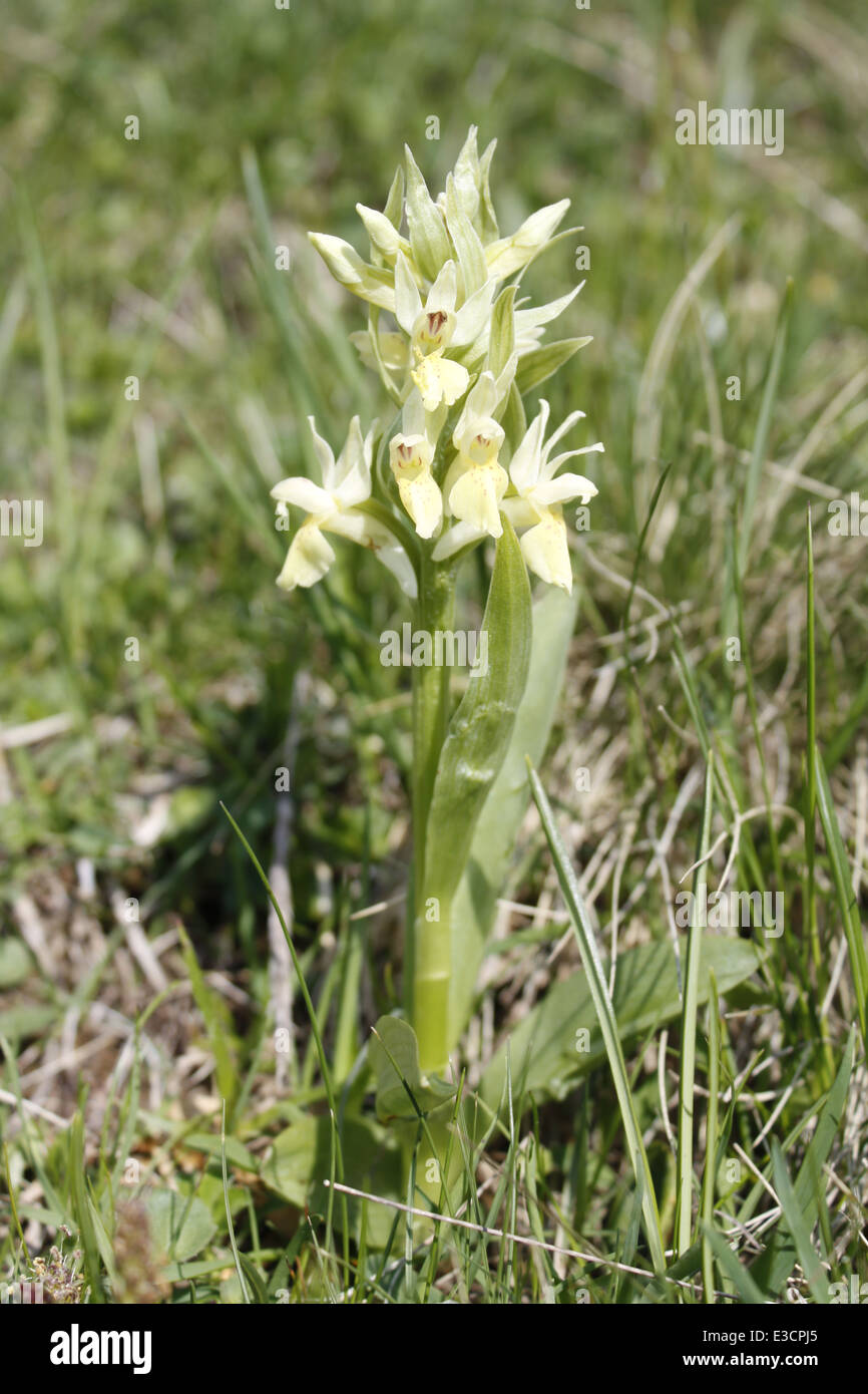 Chartreuse Charmant Som Stock Photo - Alamy