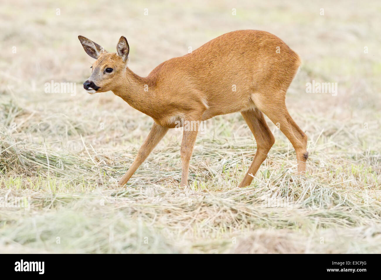 A young Roe doe adopts a playful stance to initiate a game of chase ...