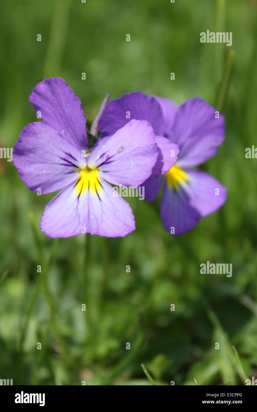 Chartreuse Charmant Som Stock Photo - Alamy