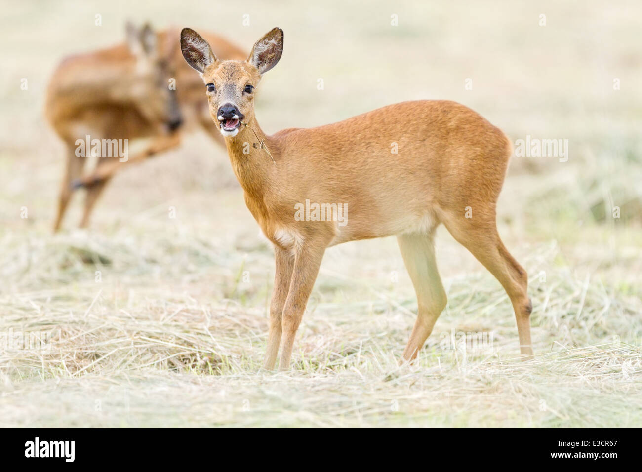 Playful young roe doe chews hi-res stock photography and images - Alamy