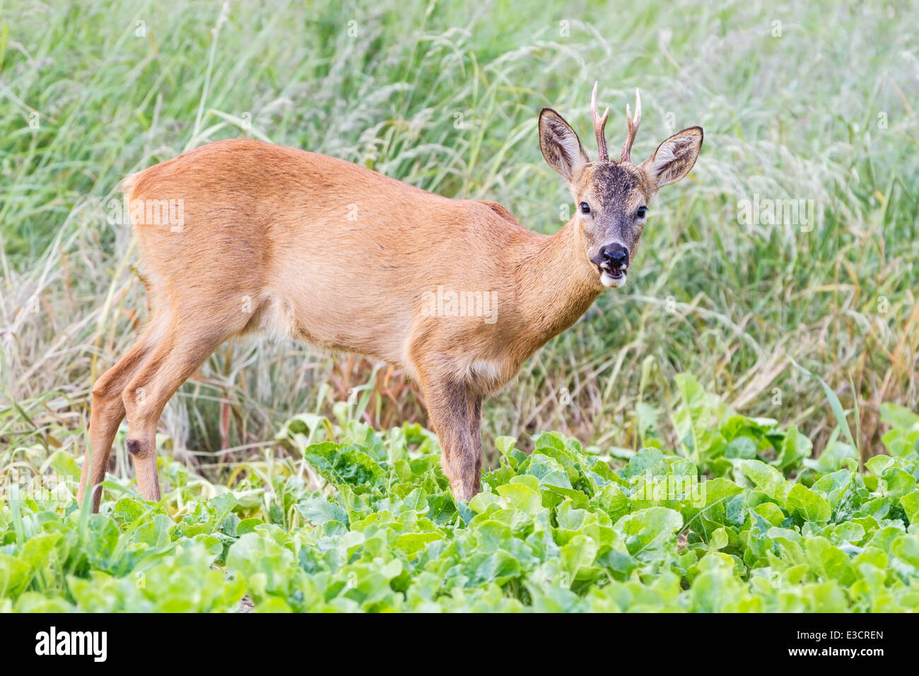 Young Roe buck feeding in a sugar beet field during the summer, Norfolk ...