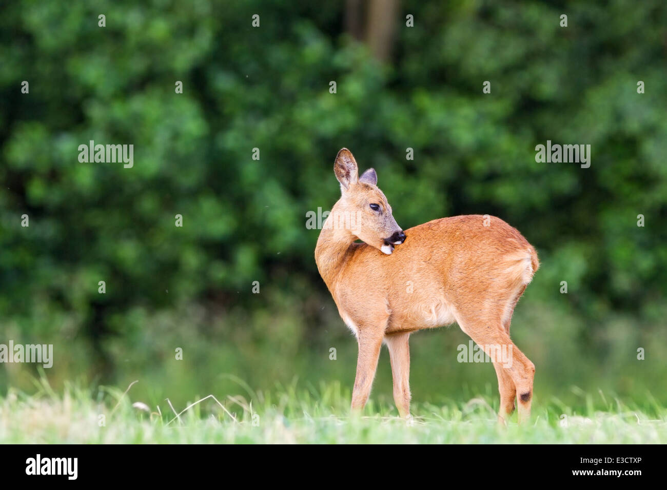 Young female Roe deer grooming herself in a meadow during the summer ...