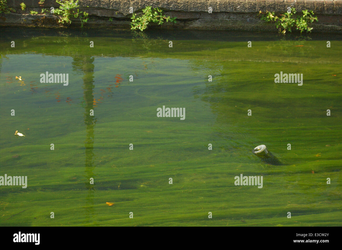 Water weed in a closed lock on the Regent's Canal at Saint Pancras ...