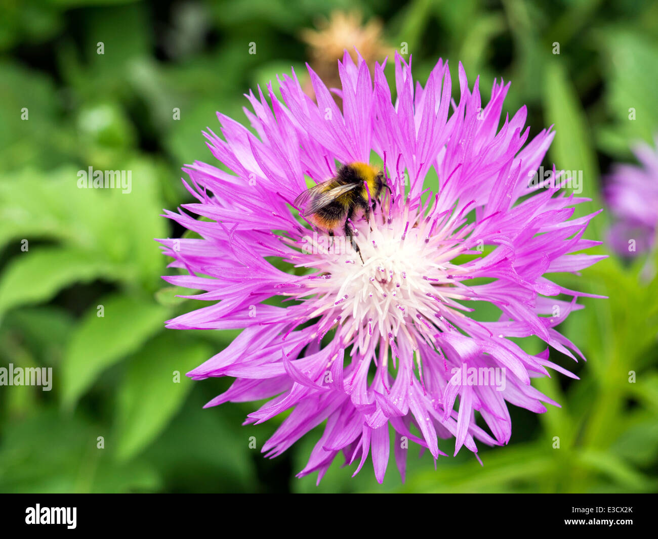 Bee on a pink cornflower in a Cornish garden Stock Photo - Alamy