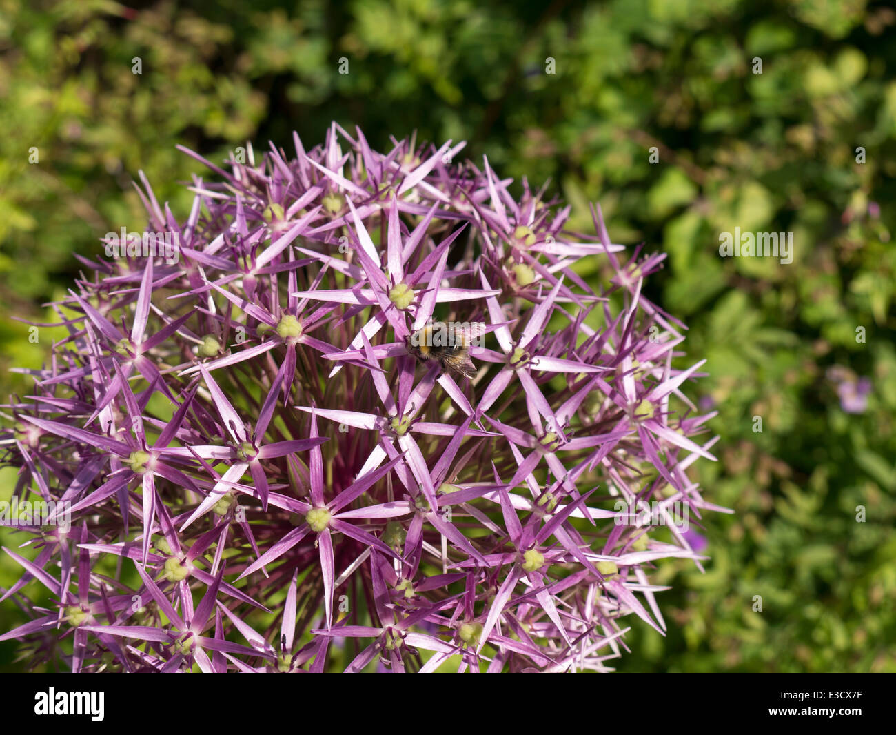 Bee on allium flower Stock Photo - Alamy