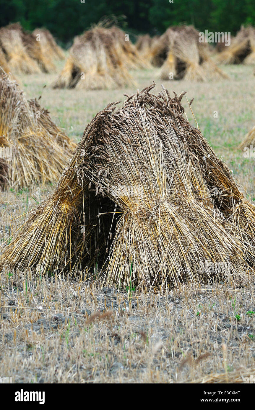Thatching stooks hi-res stock photography and images - Alamy