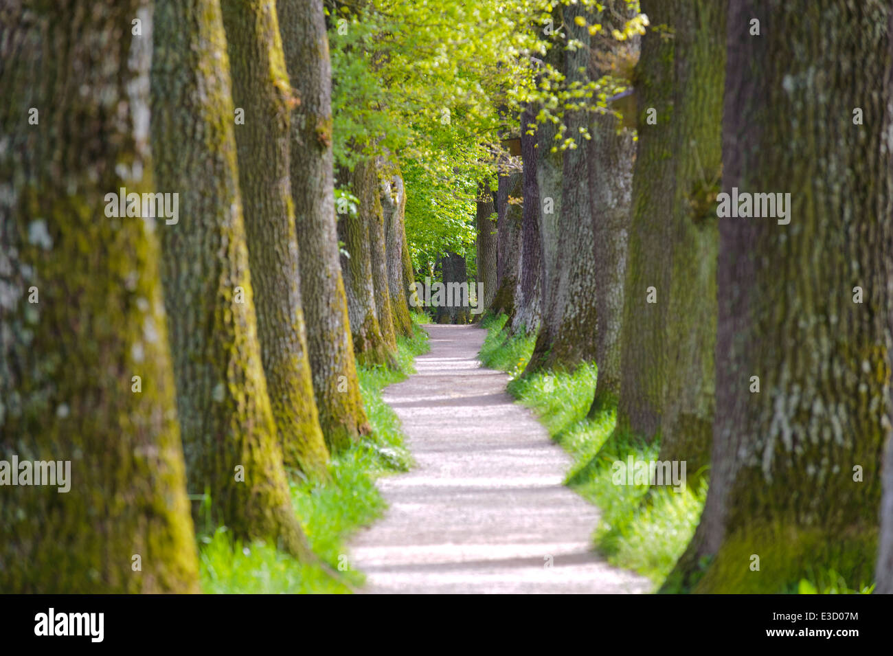 Tree alley with small path in Bavaria Stock Photo - Alamy