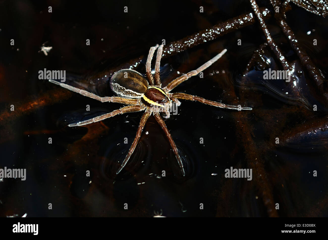 Raft or swamp spider Stock Photo - Alamy