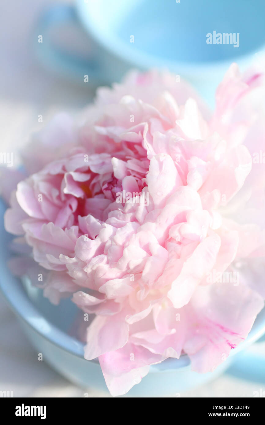 Beautiful soft pink peonies in light blue teacup Stock Photo - Alamy