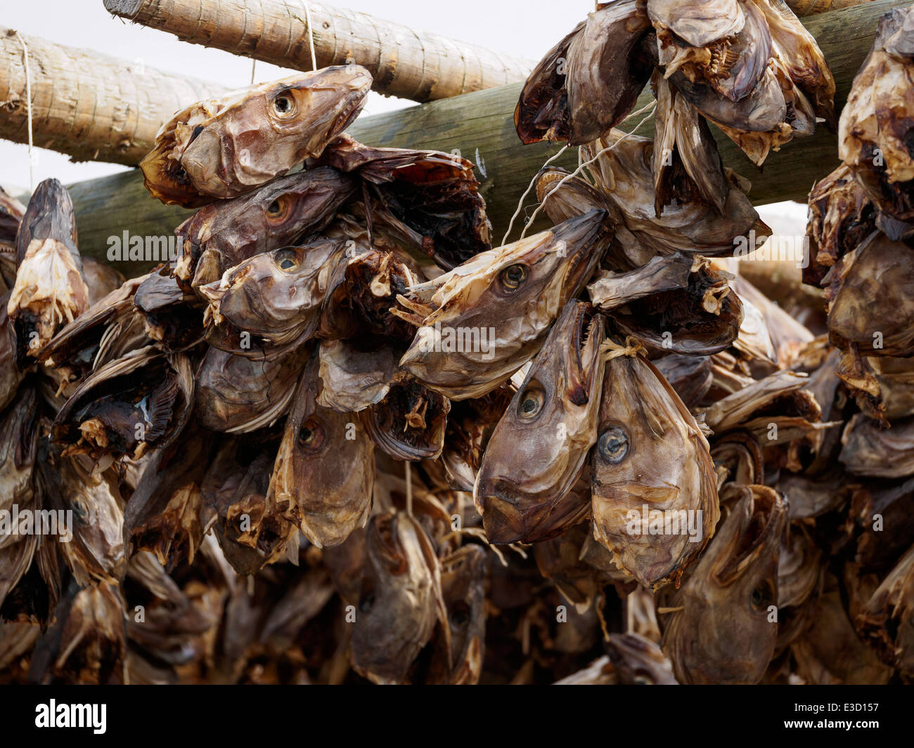 Lofoten dry cod hi-res stock photography and images - Alamy