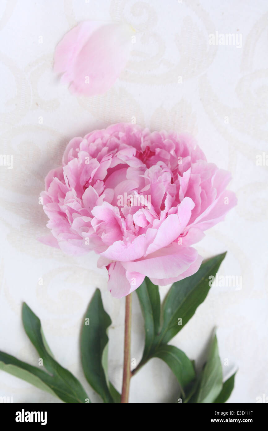Beautiful pink pastel fresh peonies on white Stock Photo - Alamy