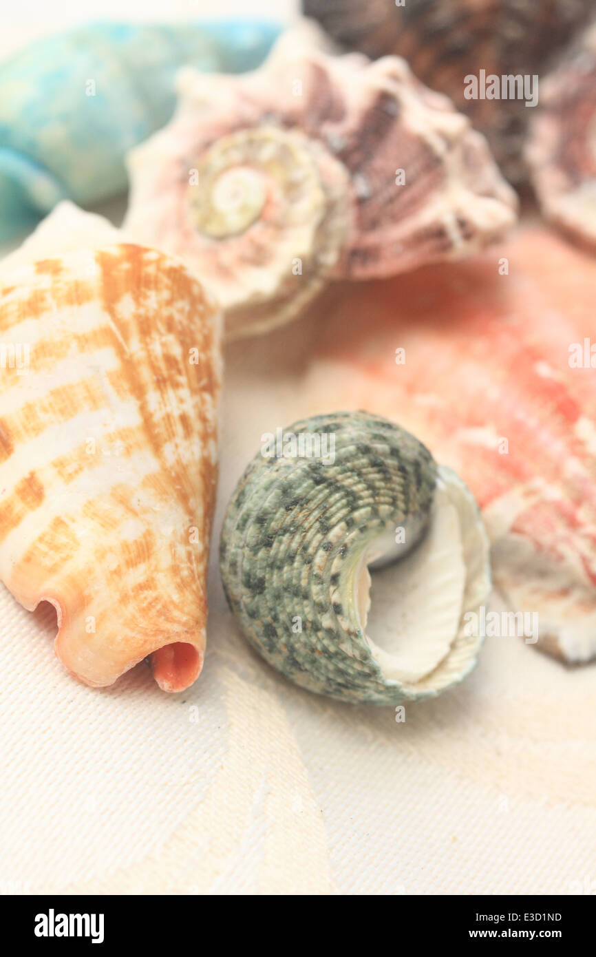 Macro seashells hi-res stock photography and images - Alamy