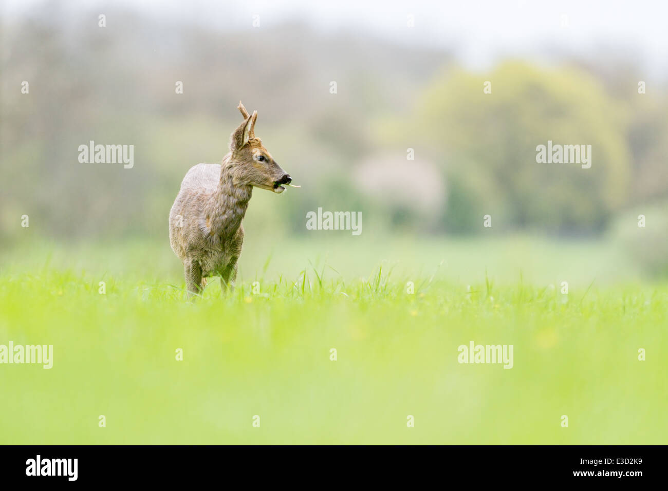 A young Roe deer buck feeding in a meadow during spring, Norfolk ...