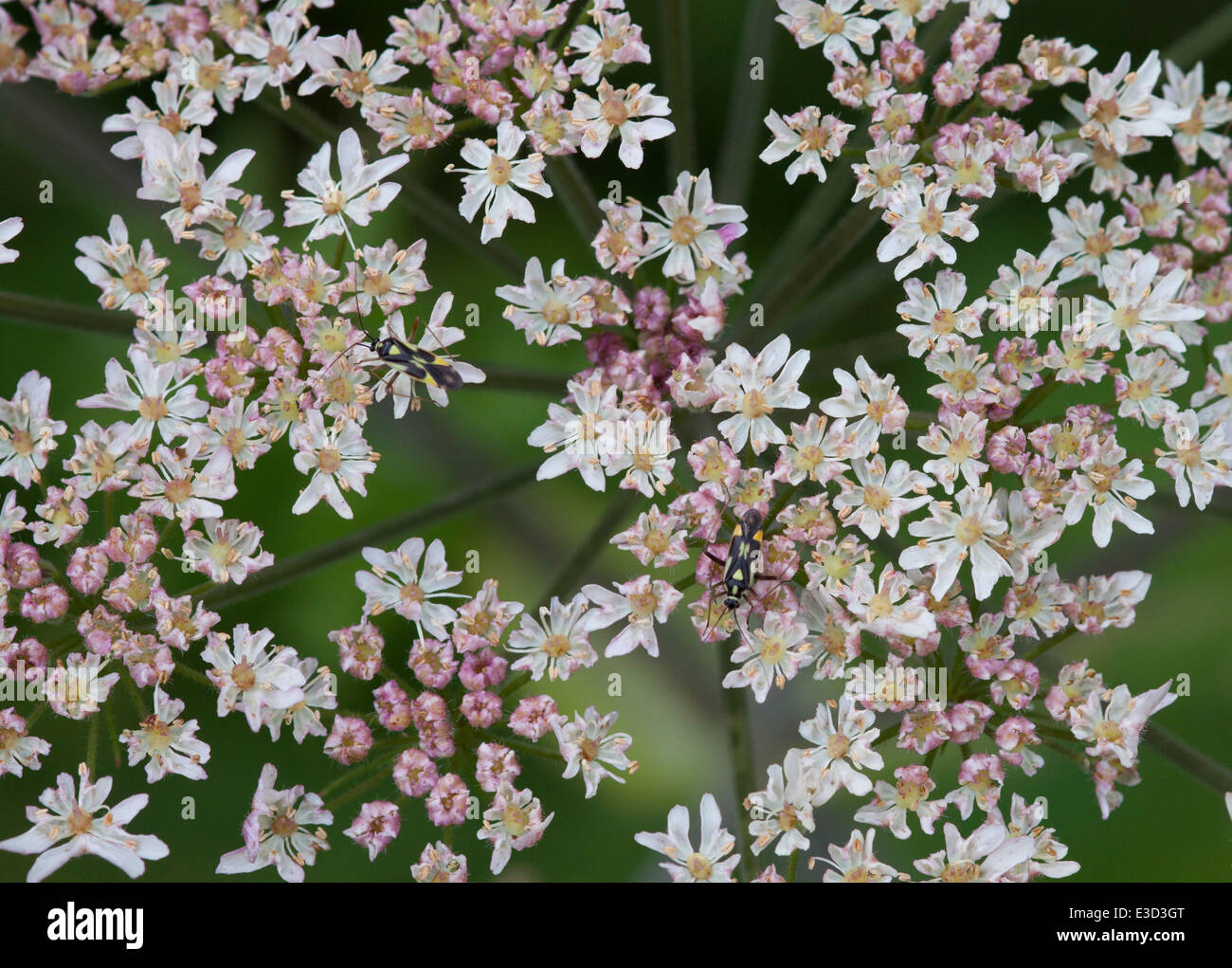 Cose up shot of Grypocoris Stysi Mirid bugs on Common Hogweed ...