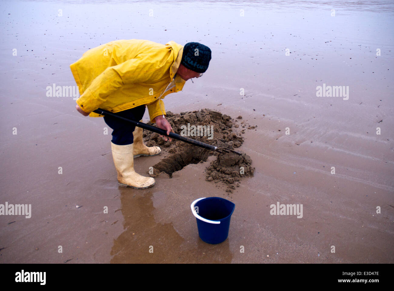 Men at Work, bait digging Ulrome Yorkshire UK Stock Photo - Alamy