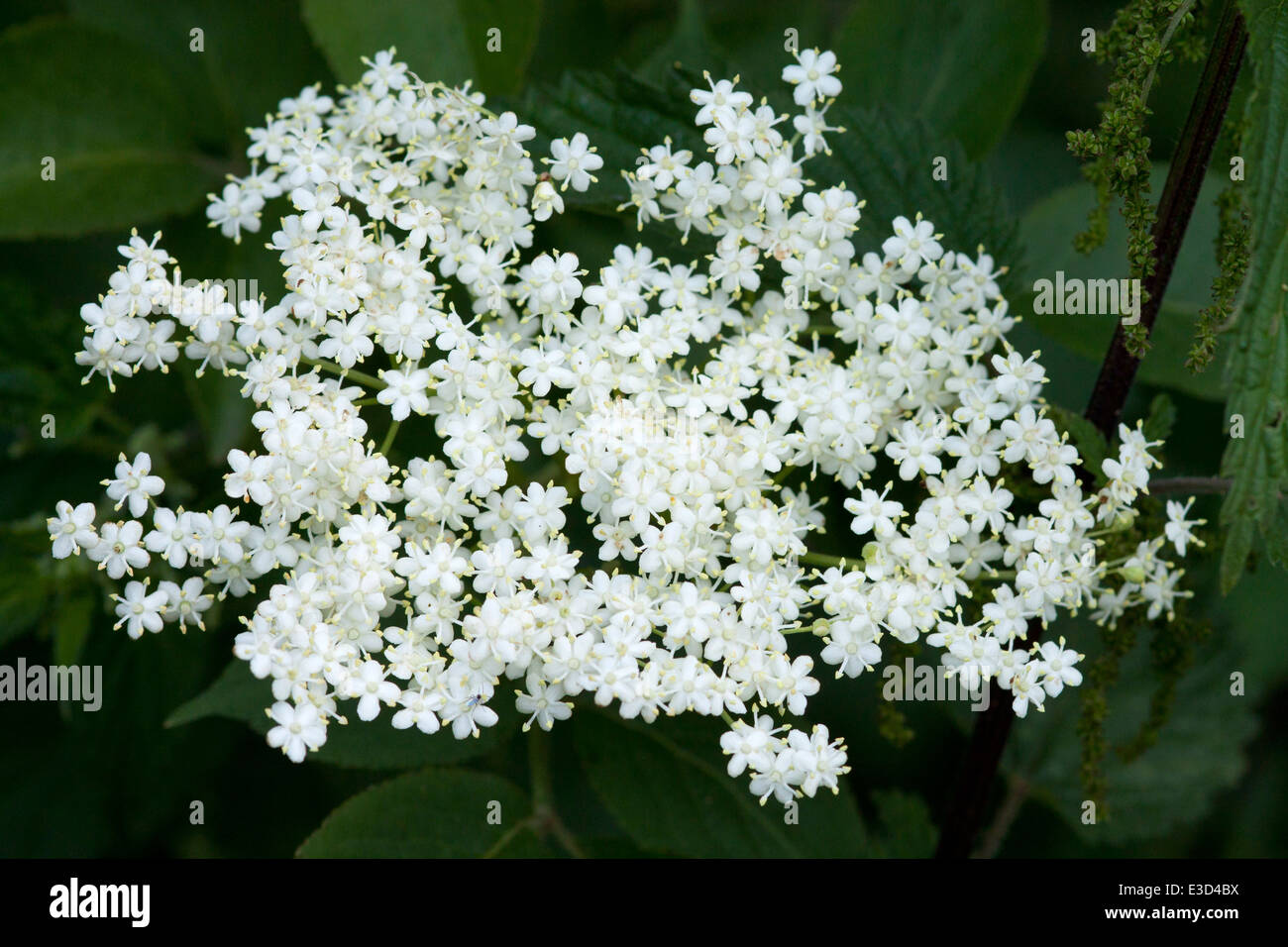 Flowers of the elder tree (nigra sambucus), which will turn into ...